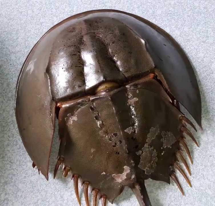 Máu của loài sam đặc biệt như thế nào?