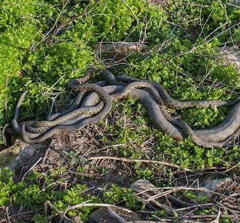 Đảo rắn - Nơi đáng sợ nhất thế giới tại Brazil