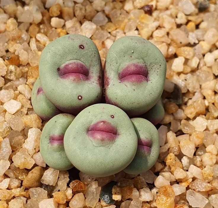 Conophytum Pageae - Loài cây có hình dạng giống đôi môi