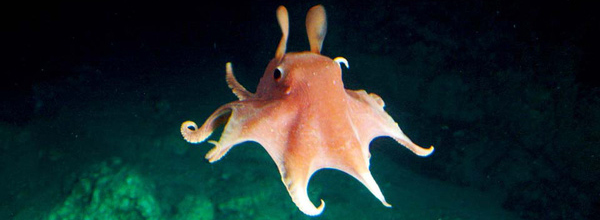 Đặc điểm của loài bạch tuộc Dumbo đáng yêu