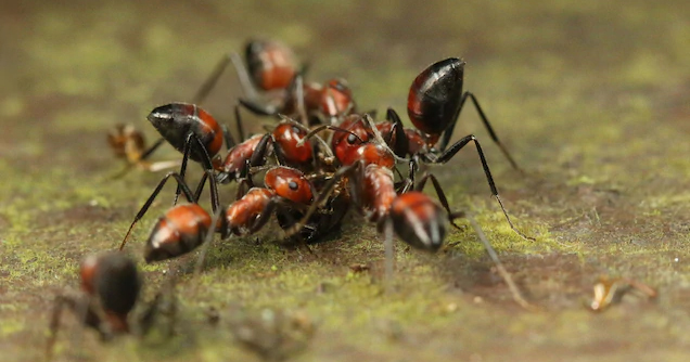 Kiến Colobopsis explodens - Loài kiến tự nổ để bảo vệ đồng loại
