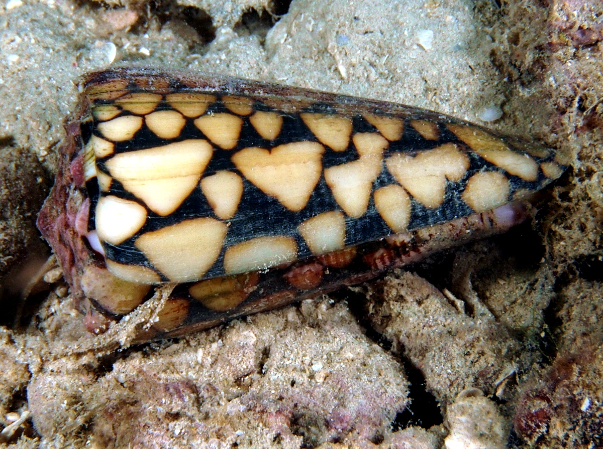 Ốc sên độc - Marbled Cone