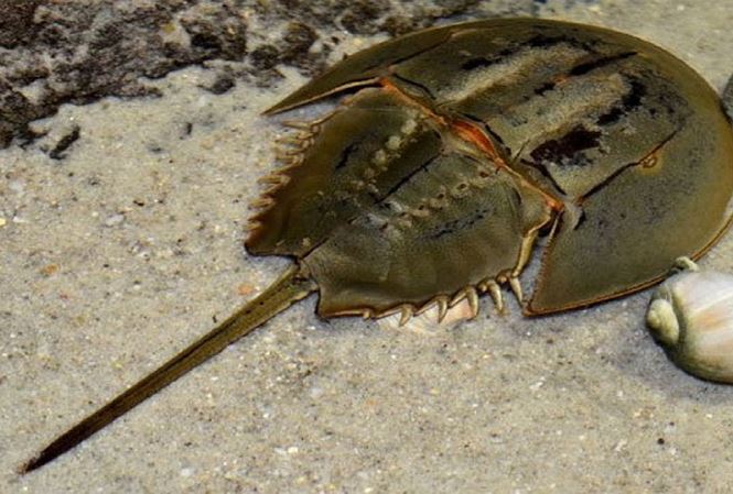 Máu của loài sam đặc biệt như thế nào?