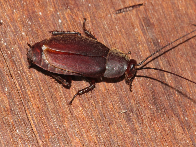 Sữa gián ngon và bổ gấp 3 lần sữa bò.