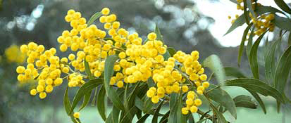 Hoa keo vàng - Acacia Pycnantha