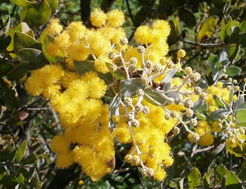 Hoa keo vàng - Acacia Pycnantha